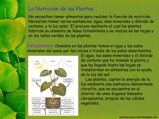 Tema 1 los seres vivos se reproducen-las plantas (2) | PPT