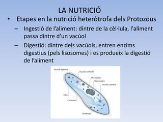 Tema1 nutricio | PPTX