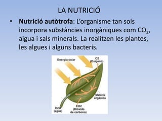 Tema1 nutricio | PPTX