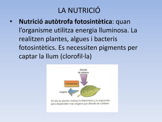 Tema1 nutricio | PPTX