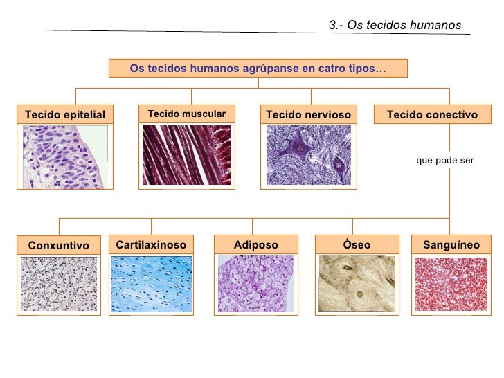 Tema1 organización do corpo humano