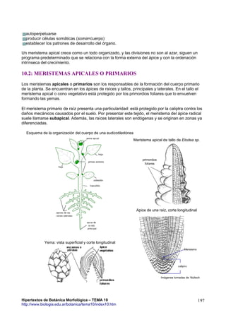 Meristema Apical De La Raíz