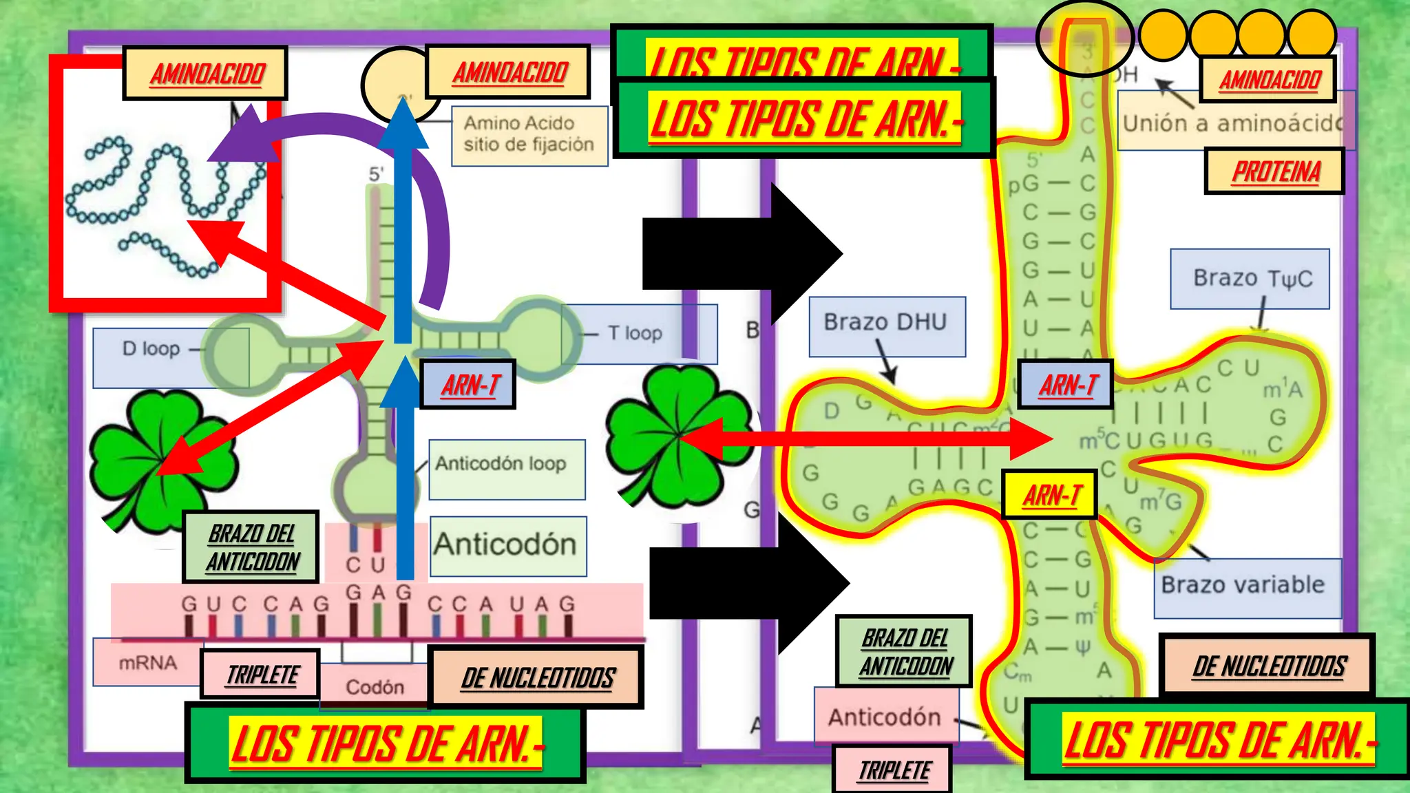 TEMA 1089.3. PARTE 3. IGS.TIPOS DE ARN. TRADUCCIÒN DEL ARN EN LOS ...
