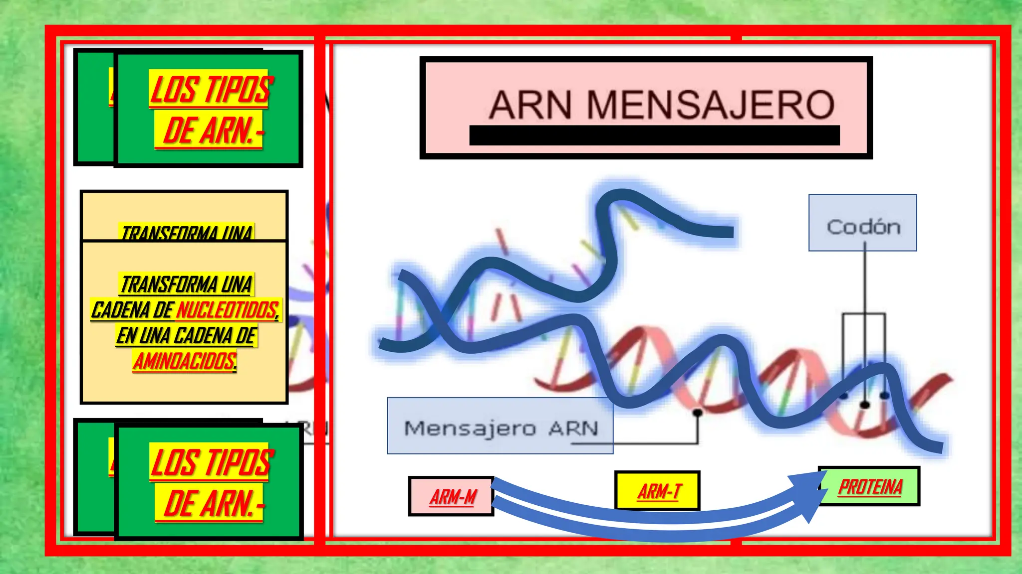 TEMA 1089.3. PARTE 3. IGS.TIPOS DE ARN. TRADUCCIÒN DEL ARN EN LOS ...