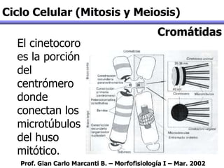 Tema 10 Ciclo celular y mitosis | PPT