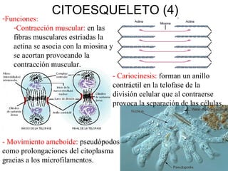 Tema 10 citosol ribosomas_etc | PPT