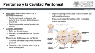 Sistema Digestivo. Anatomía y Fisiología del Tubo Digestivo | PPTX