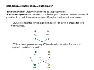 Tema 10 genética y mutaciones | PPTX