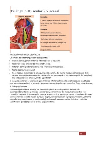 Tema 10 guía cara anterior de cuello | PDF