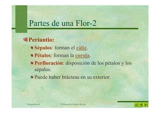 Tema 10 la flor | PDF
