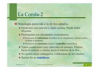 Tema 10 la flor | PDF