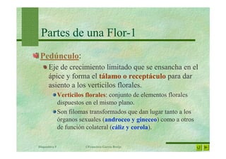 Tema 10 la flor | PDF