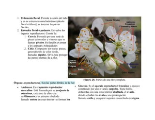 Tema 10 la planta | DOCX