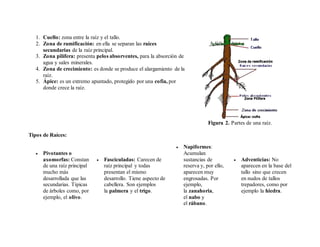 Tema 10 la planta | DOCX