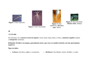 Tema 10 la planta | DOCX