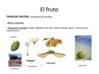 Tema 10 las plantas | PDF
