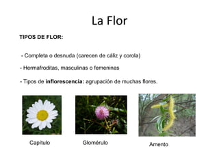 Tema 10 las plantas | PPT