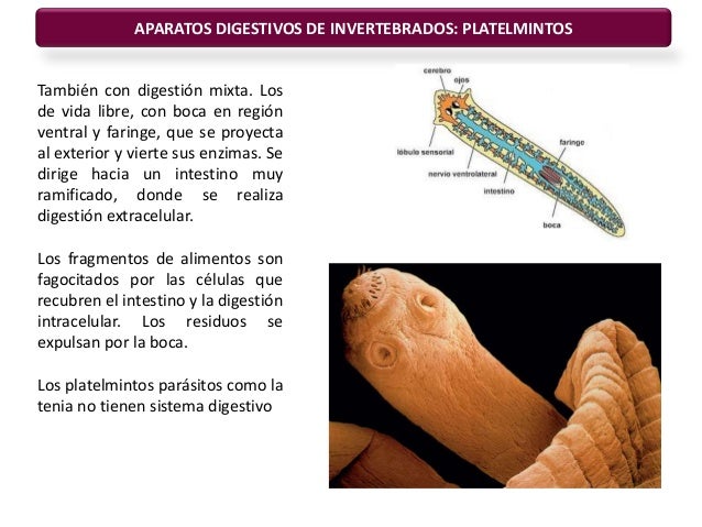 Tema 10 nutrición animal