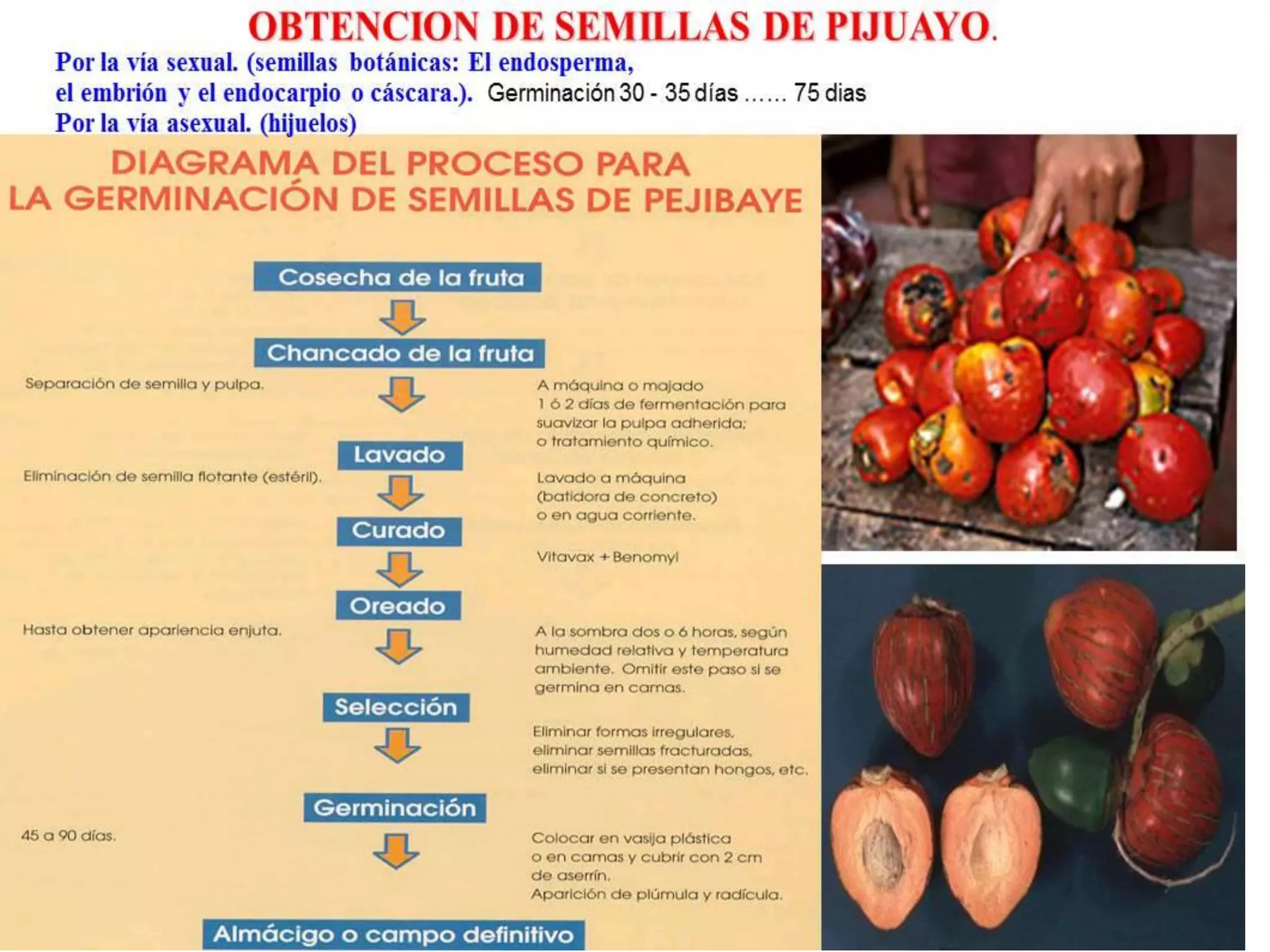 Tema 10 pijuayo o palmito | PDF