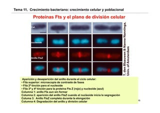 Tema 11 | PPT