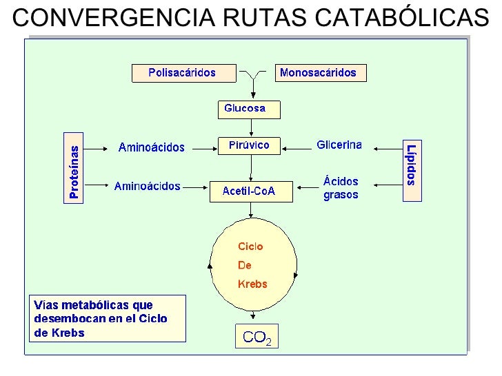 Tema 11 12 catabolismo
