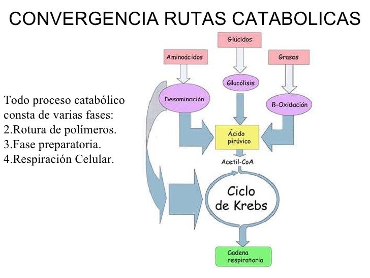 Tema 11 12 catabolismo