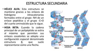 Bioquímica de las Proteinas- Bioquímica Clinica | PDF