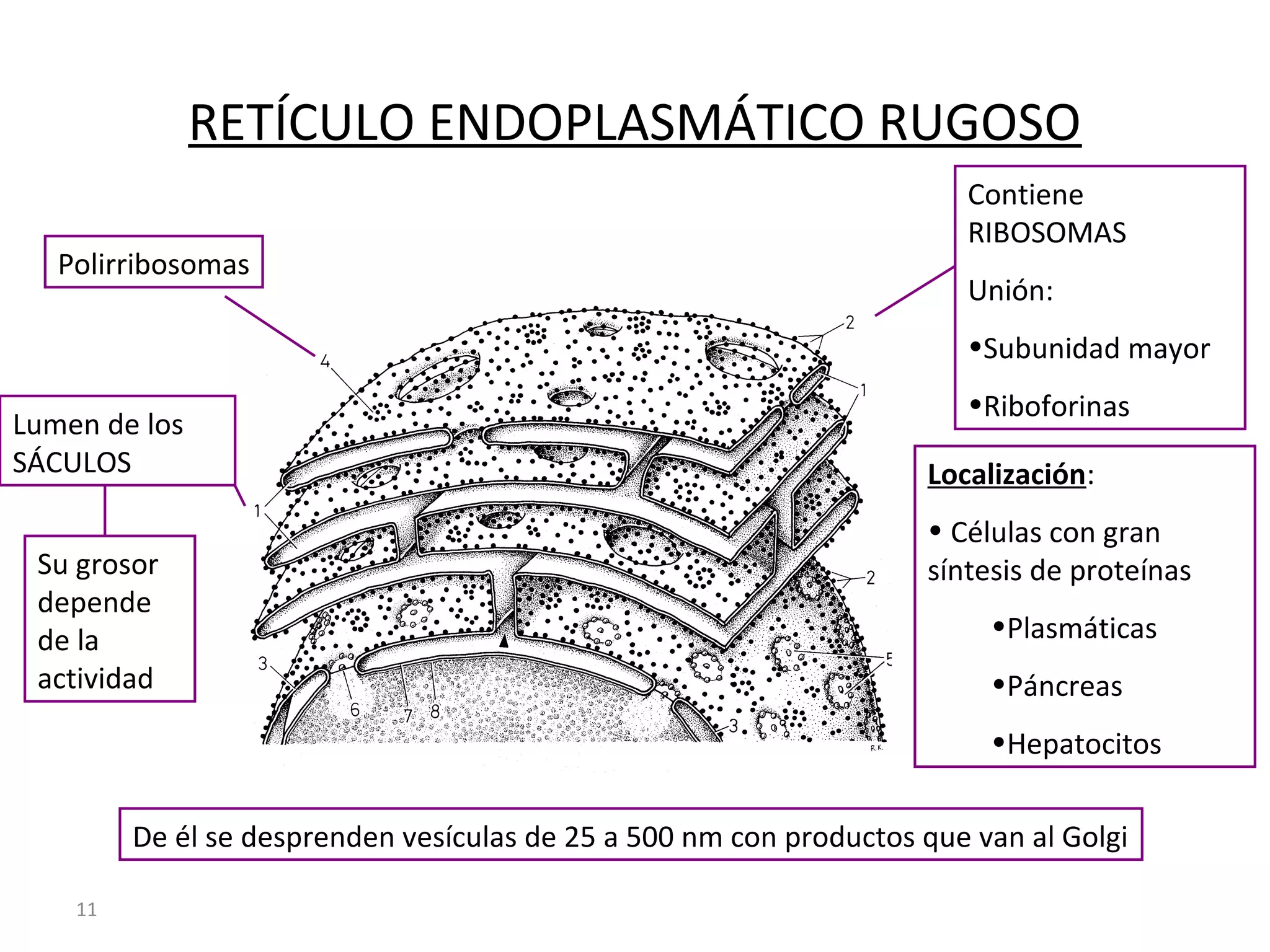 Reticulo endoplasmatico . | PPT