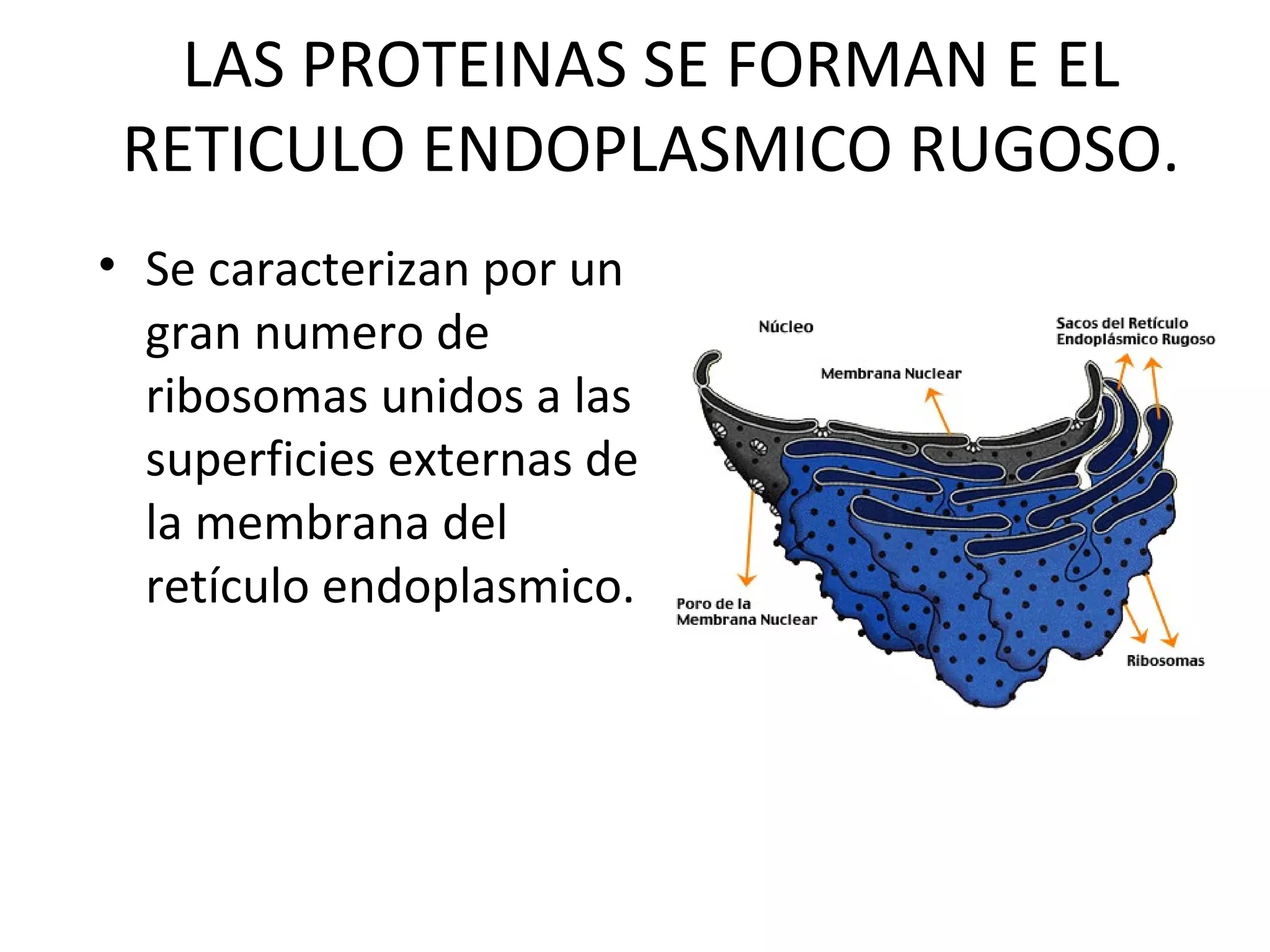 Reticulo endoplasmatico . | PPT