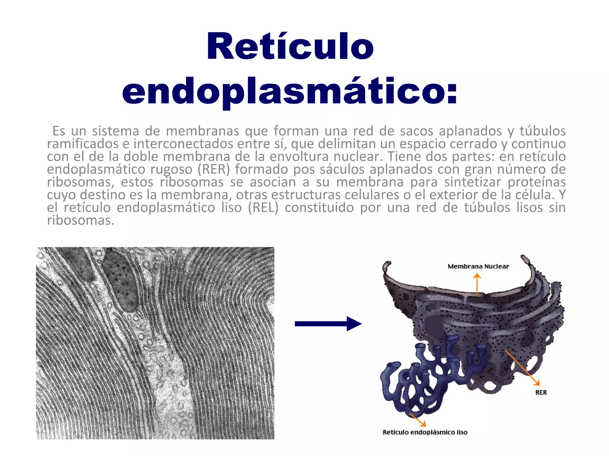 Reticulo endoplasmatico . | PPT
