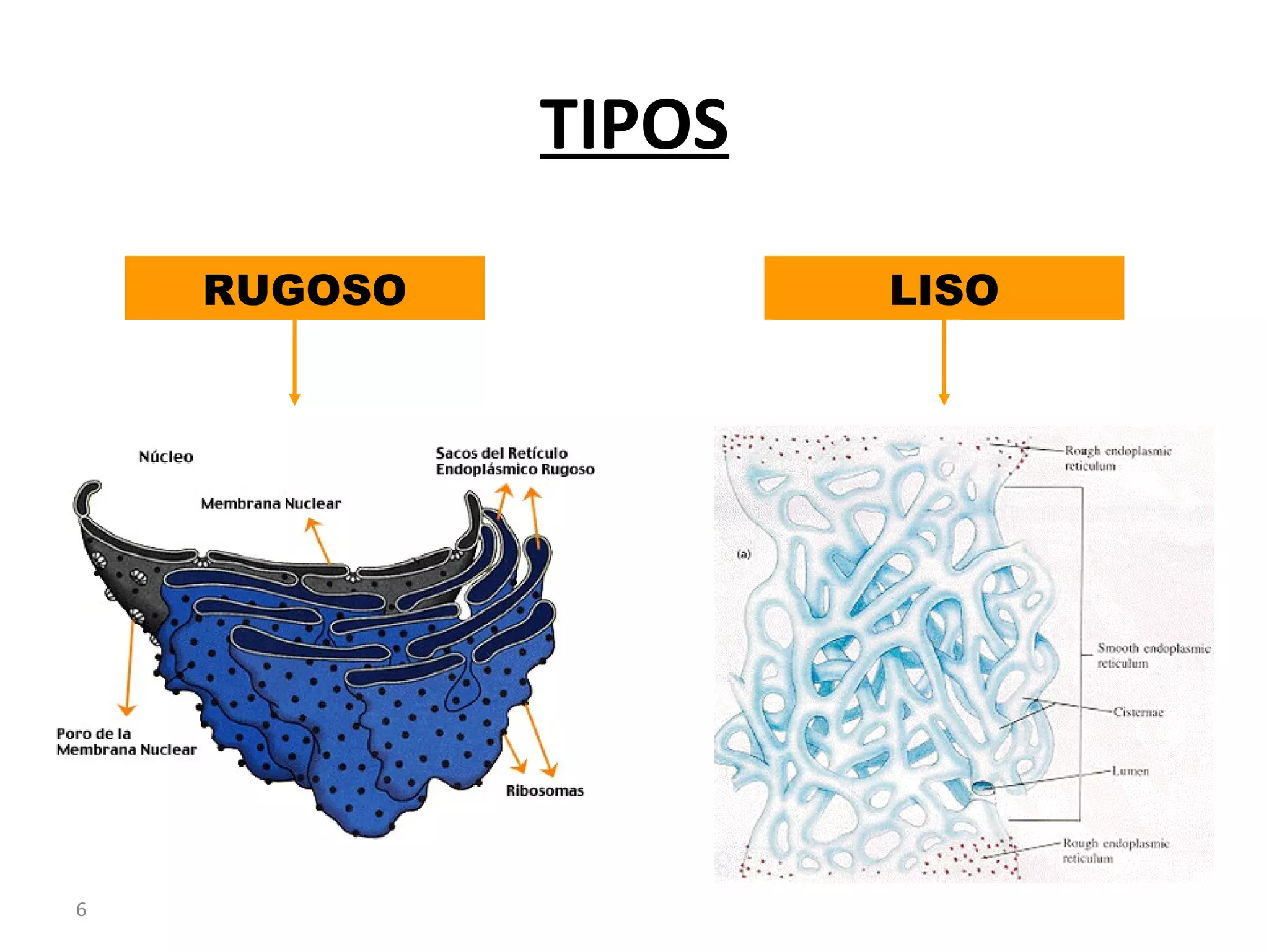 Reticulo endoplasmatico . | PPT