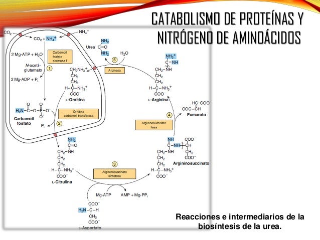 CATABOLISMO DE PROTEÍNAS Y DE NITRÓGENO DE AMINOÁCIDOS