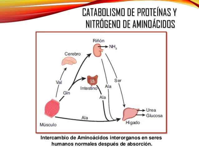 CATABOLISMO DE PROTEÍNAS Y DE NITRÓGENO DE AMINOÁCIDOS