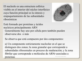 Tema 11 el nucleo | PPT