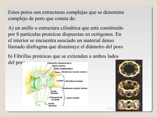 Tema 11 el nucleo | PPT