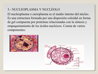 Tema 11 el nucleo | PPT