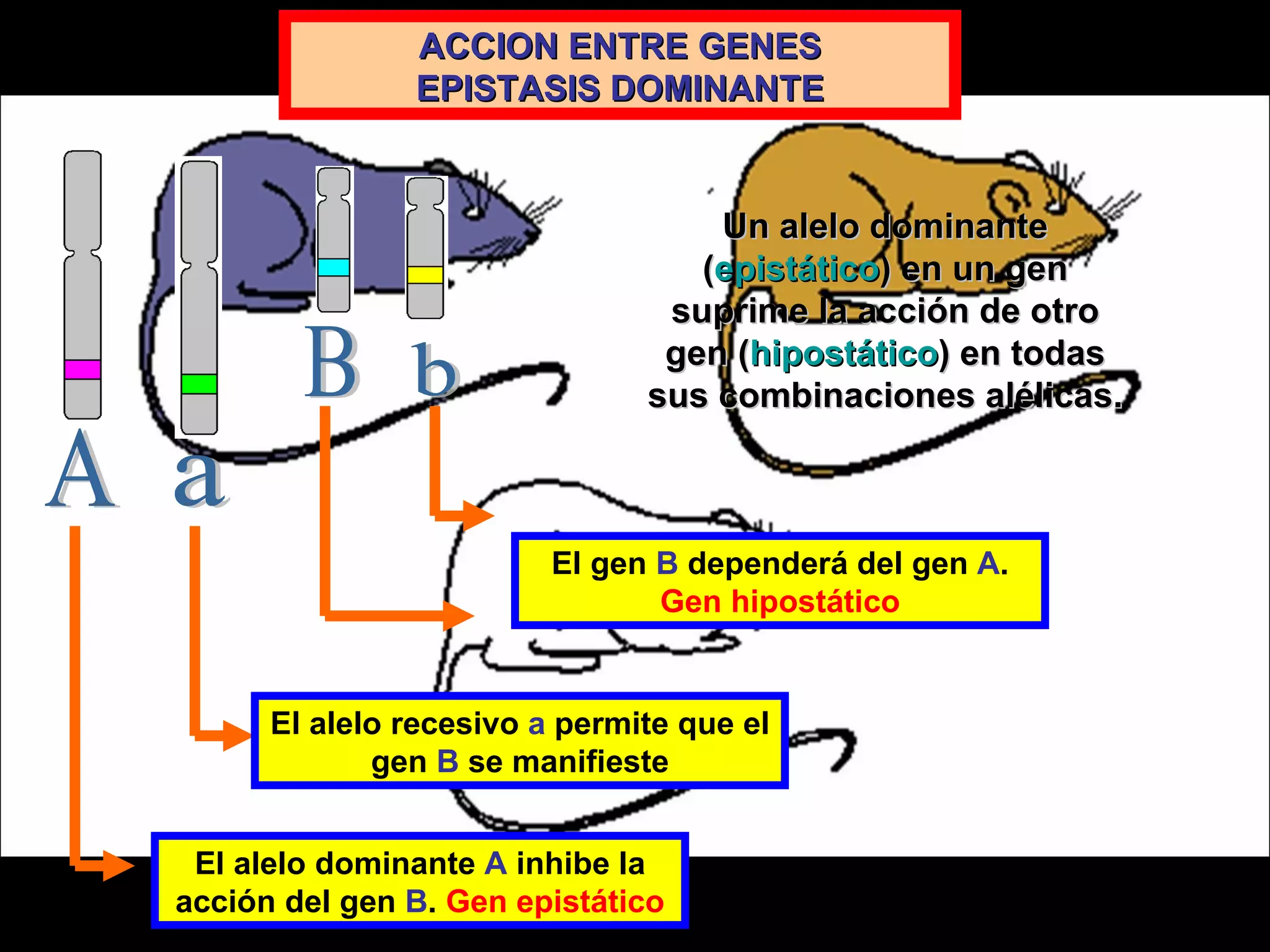 Tema 11 epistasis | PPS | Genetics | Science