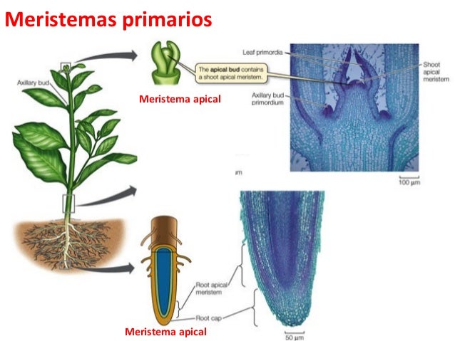 Tema 11 histología vegetal 2016