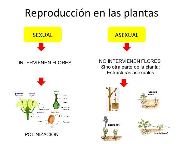 Tema 11 histología vegetal 2016