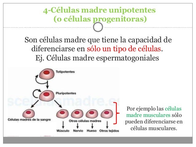 Tema 11 histologia animal 2016