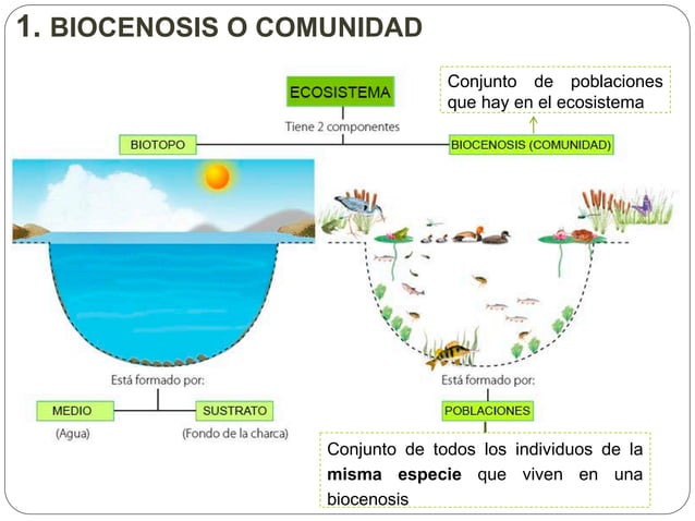 Tema 11 la comunidad y los ecosistemas | PPT