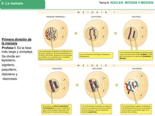 Tema 11_Núcleo_mitosis y Meiosis.ppt