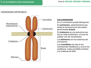 Tema 11_Núcleo_mitosis y Meiosis.ppt