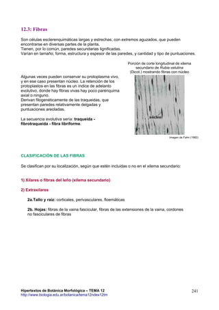 Tema12-Esclerénquima- Hipertextos de Botánica Morfológica www.biologia ...