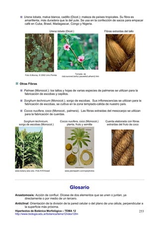 Tema12-Esclerénquima- Hipertextos de Botánica Morfológica www.biologia ...