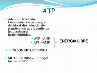 Fisicoquimica: bioenergetica | PDF