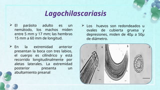 Parásitos tisulares por nematodos, taenia solium taenia saginata | PPTX