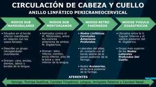 Tema 12 circulacion de cabeza y cuello | PDF