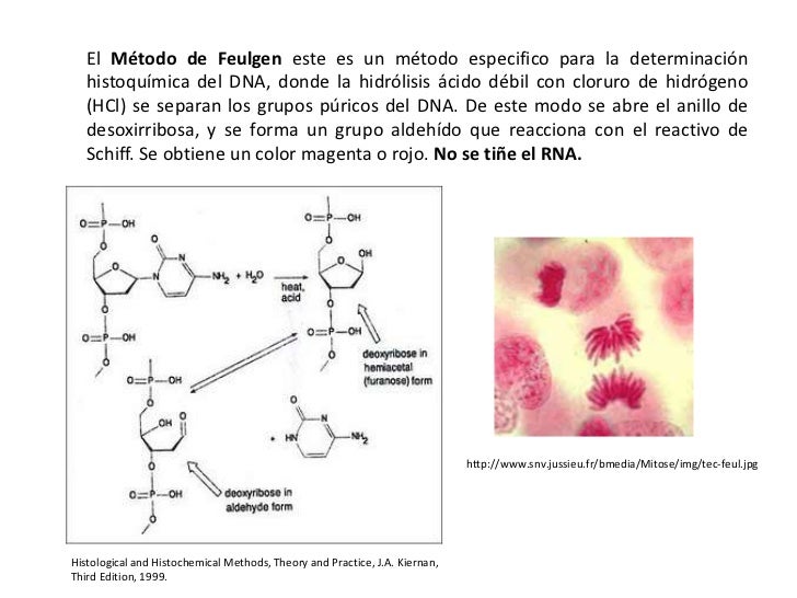 Tema 1 (2da parte) tecnicas histológicas 2011