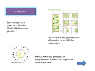 Tema 12 reproducció | PPTX